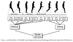 Engineering at Alberta Courses » Gait analysis